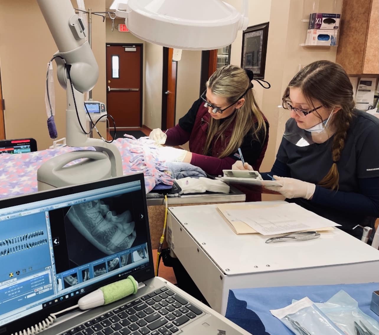 Dental for Dogs and Cats in Somerset, PA | Contact Us